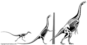 Falcarius: bizarre sickle-cutterDr. Scott Hartman's Skeletal Drawing.com
