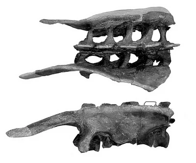 Tails of WoeDr. Scott Hartman's Skeletal Drawing.com