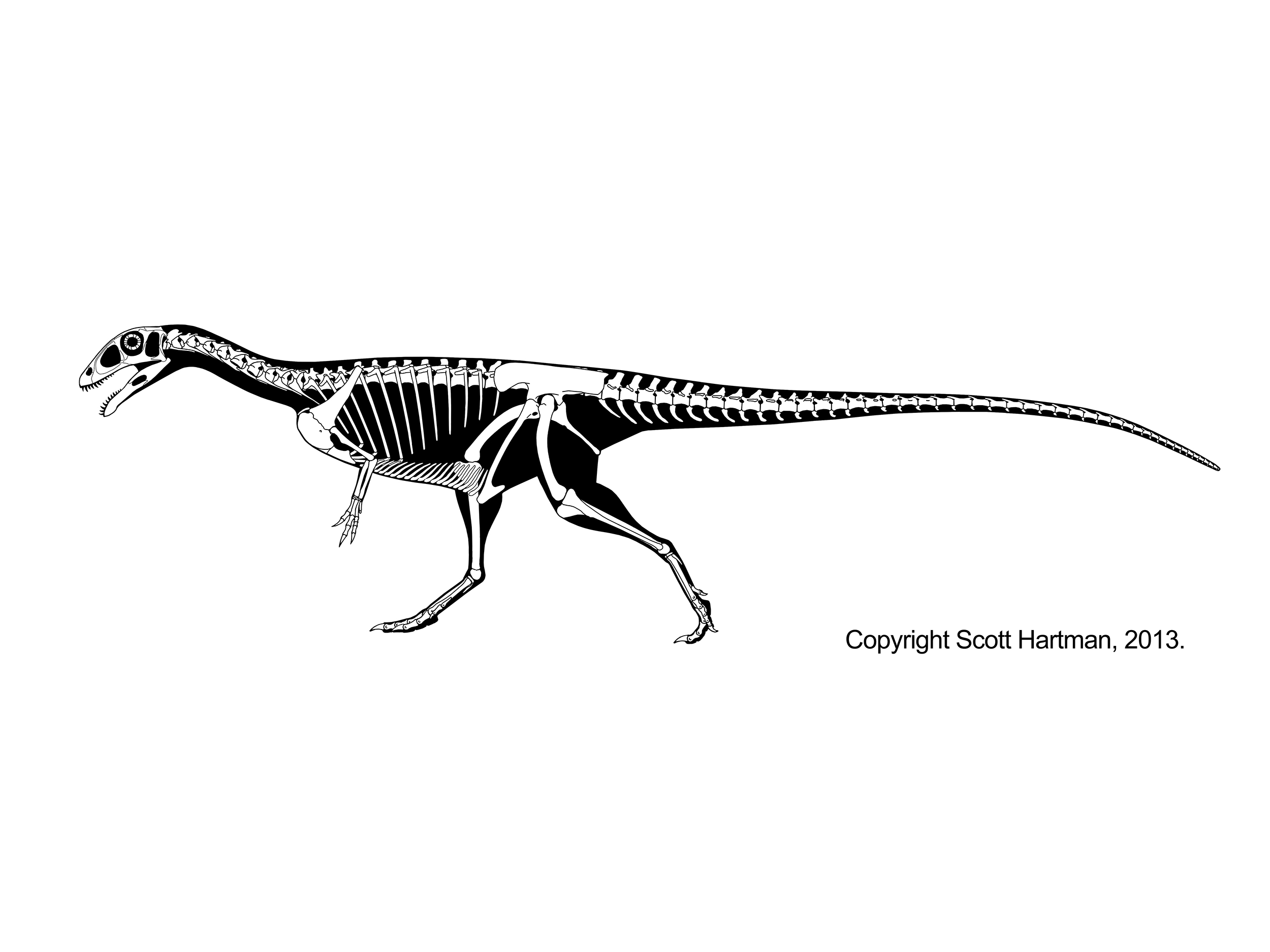 Theropod skeletal reconstructionsDr. Scott Hartman's Skeletal Drawing.com