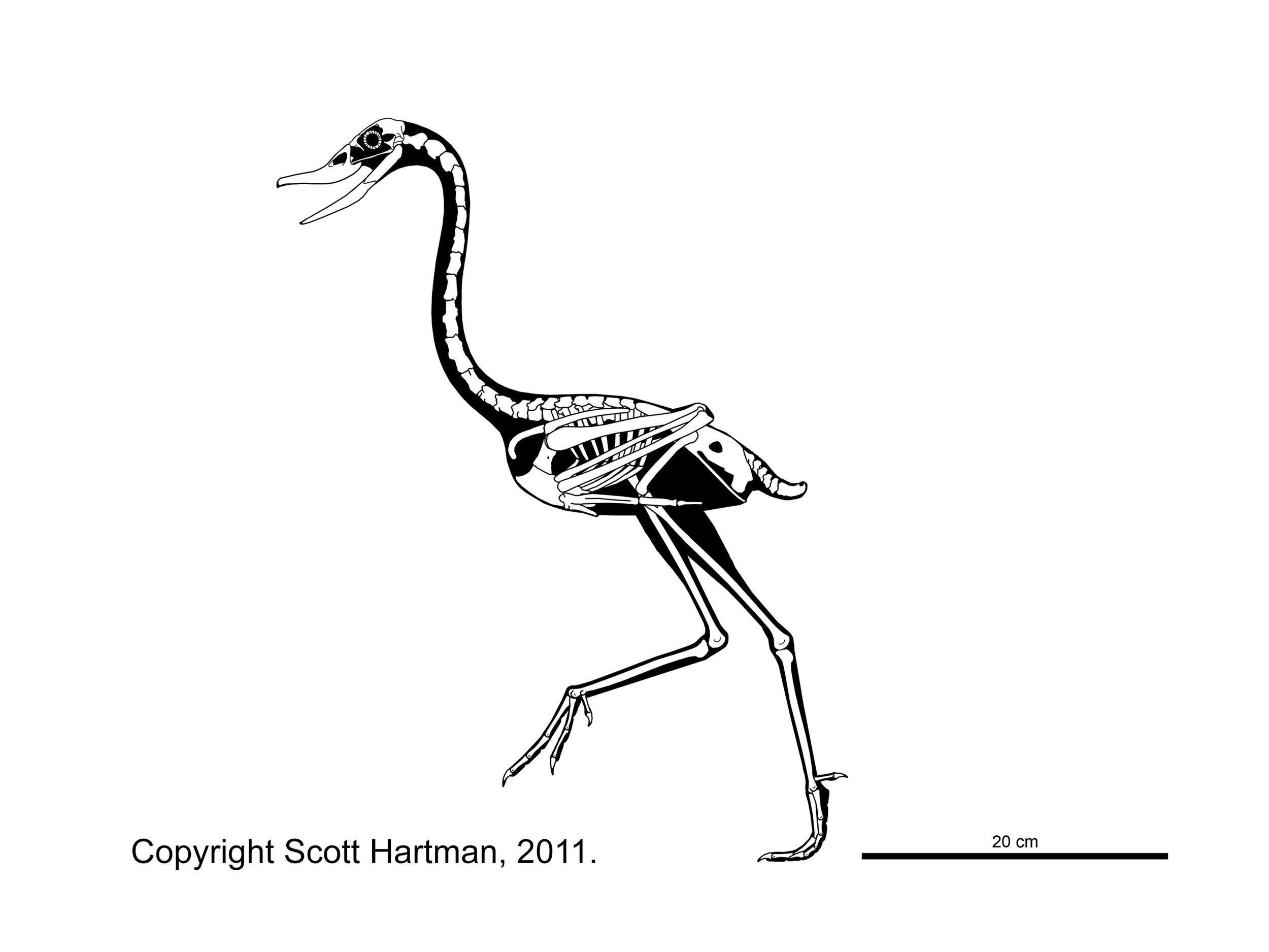 Theropod skeletal reconstructionsDr. Scott Hartman's Skeletal Drawing.com