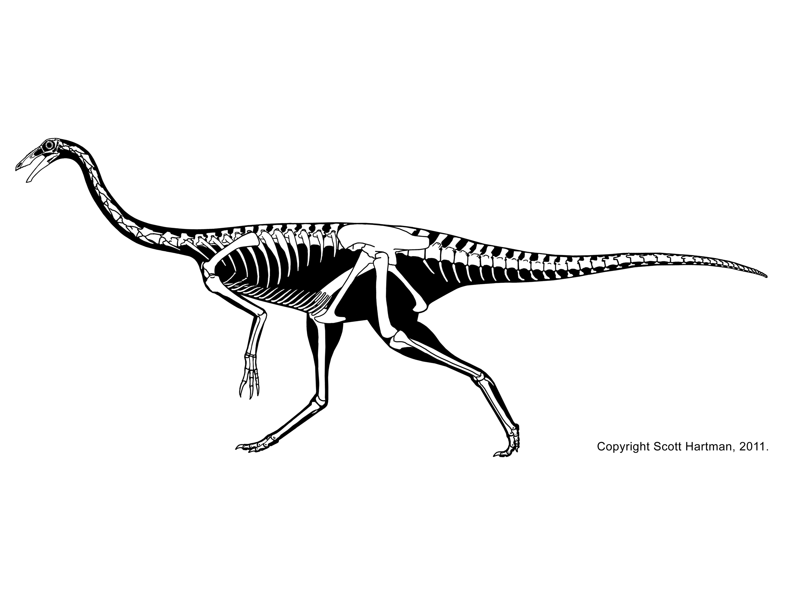 Theropod skeletal reconstructionsDr. Scott Hartman's Skeletal Drawing.com