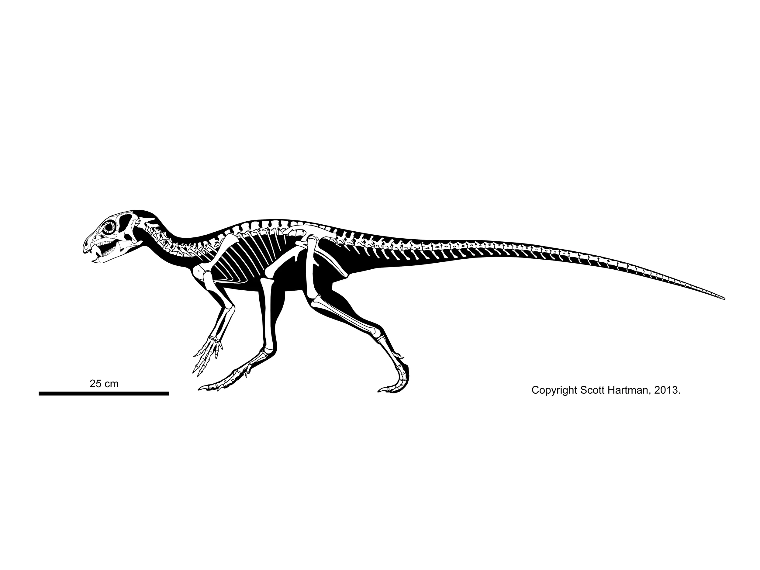 OrnithisciansDr. Scott Hartman's Skeletal Drawing.com