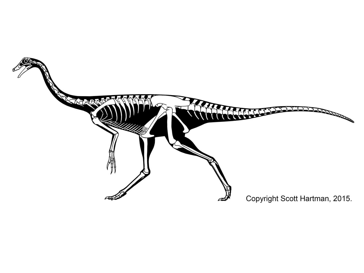 Theropod skeletal reconstructionsDr. Scott Hartman's Skeletal Drawing.com