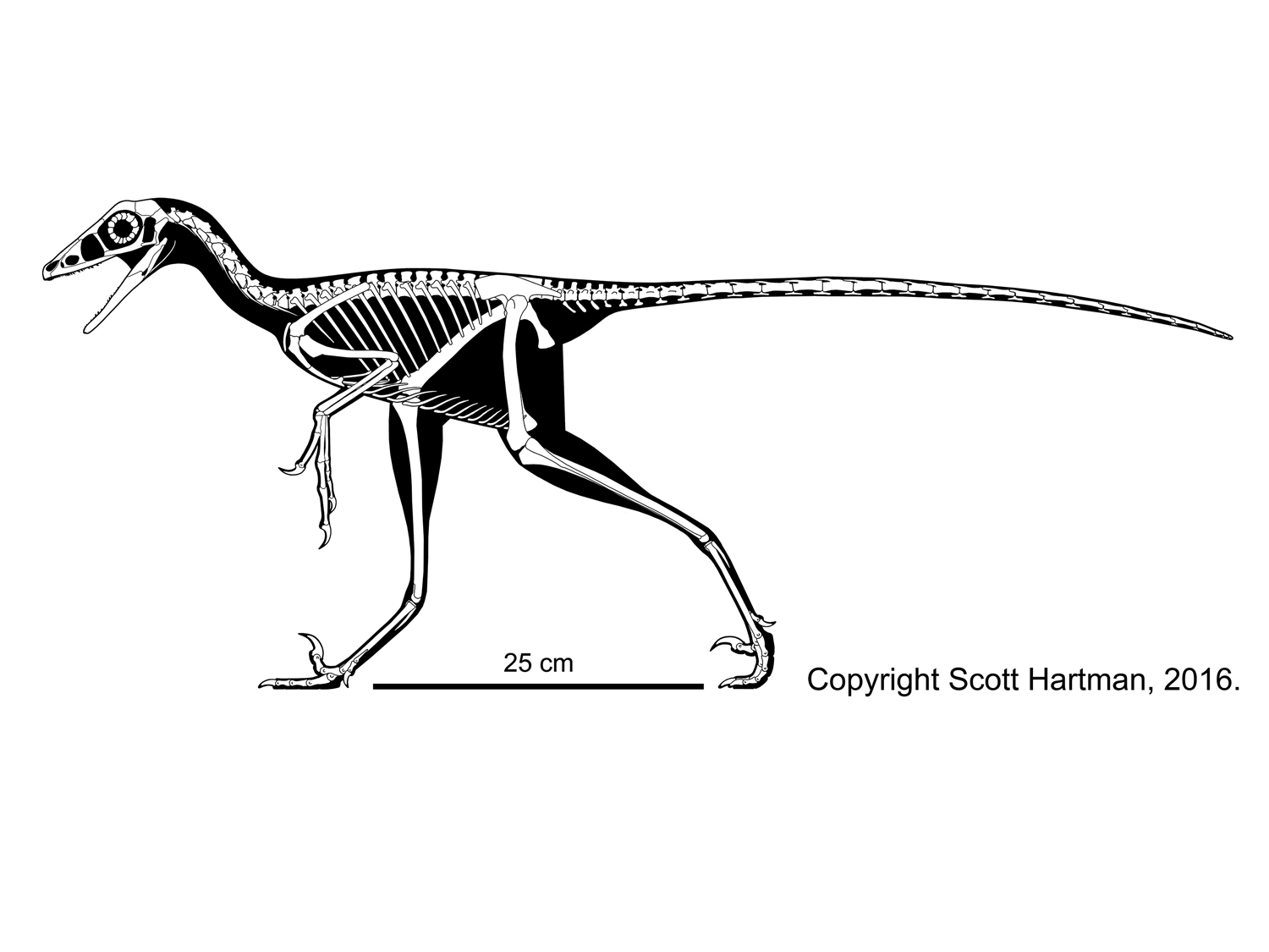 Theropod skeletal reconstructionsDr. Scott Hartman's Skeletal Drawing.com