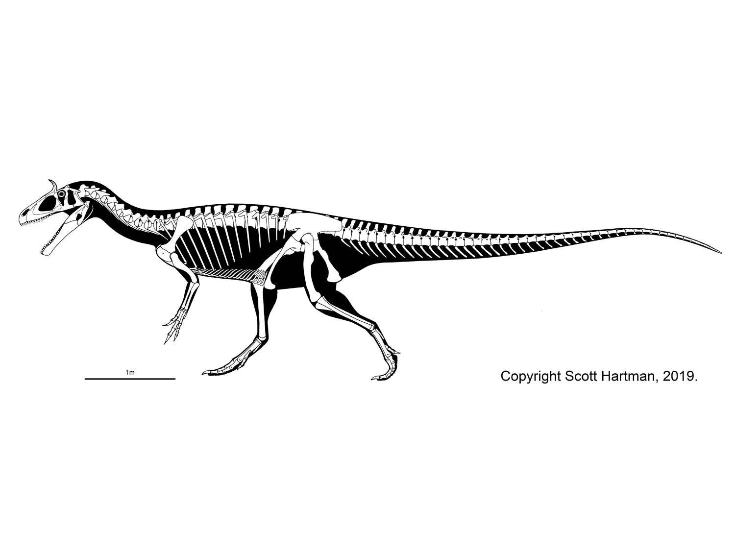 Theropod skeletal reconstructionsDr. Scott Hartman's Skeletal Drawing.com