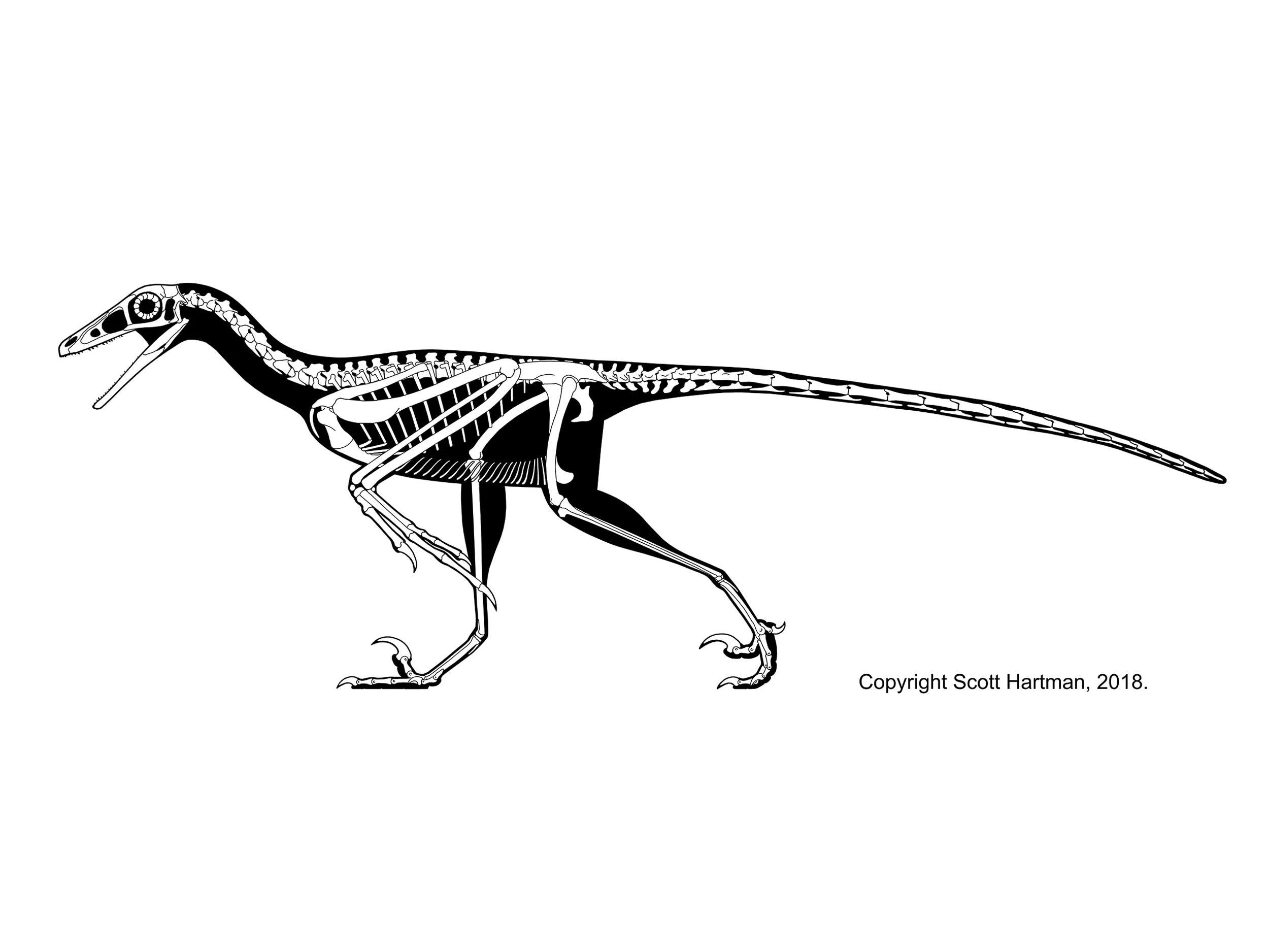 Theropod skeletal reconstructionsDr. Scott Hartman's Skeletal Drawing.com