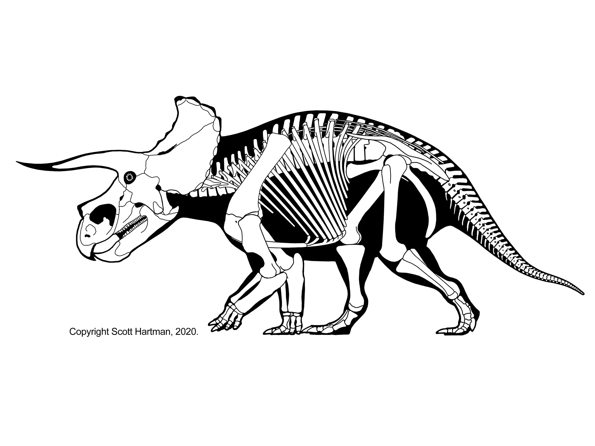 OrnithisciansDr. Scott Hartman's Skeletal Drawing.com