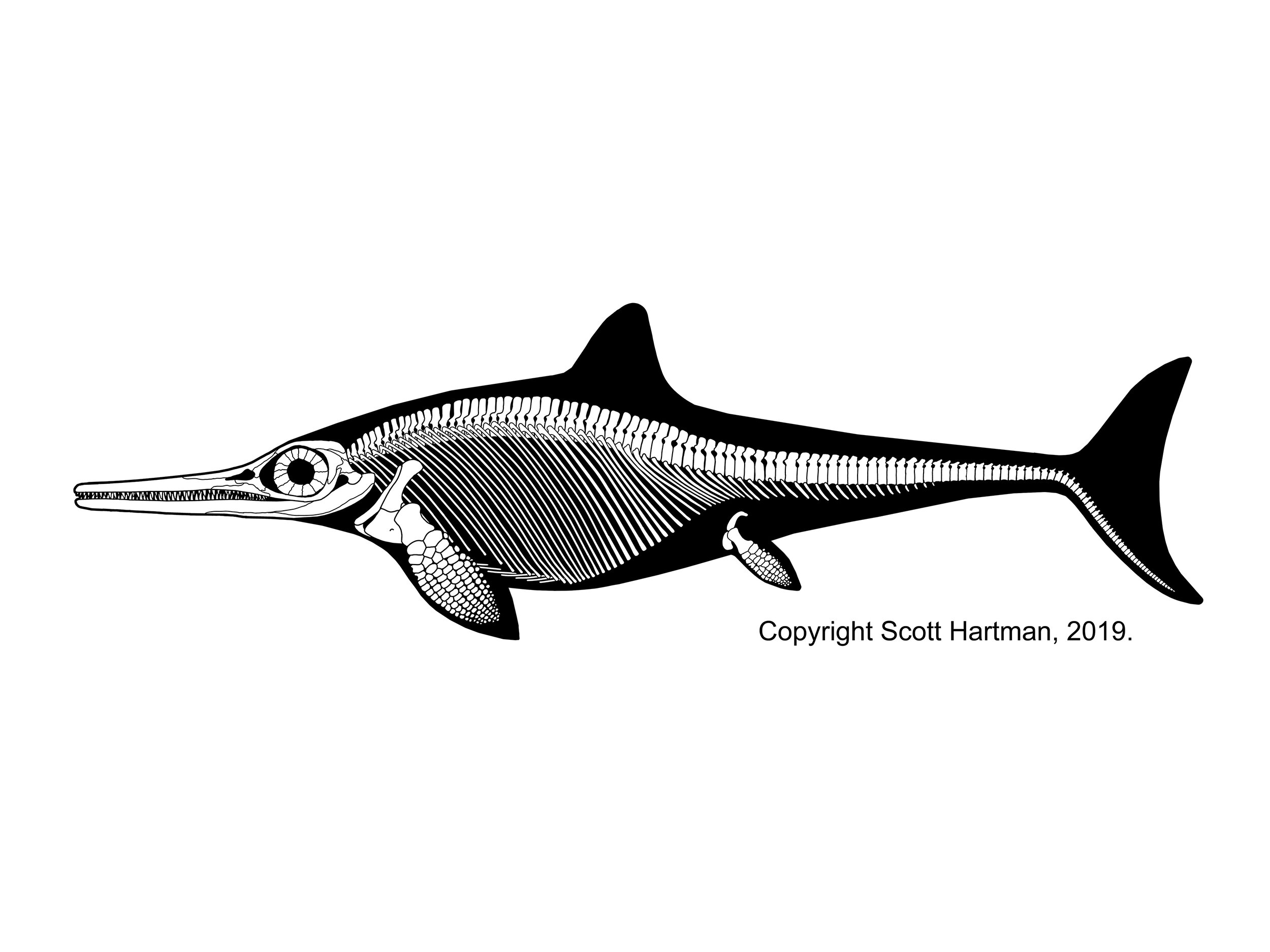 Non-DinosaursDr. Scott Hartman's Skeletal Drawing.com