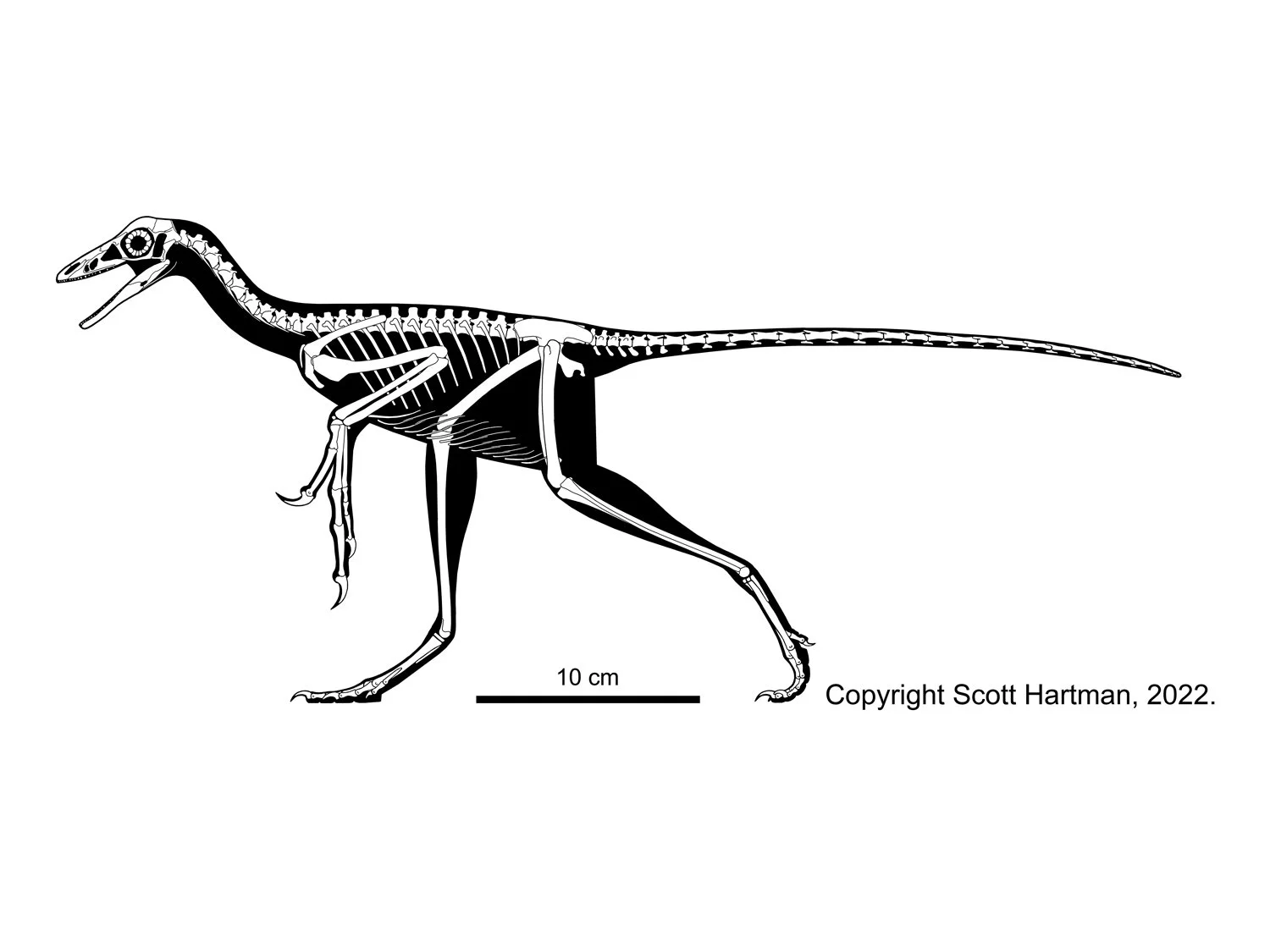 Test GalleryDr. Scott Hartman's Skeletal Drawing.com