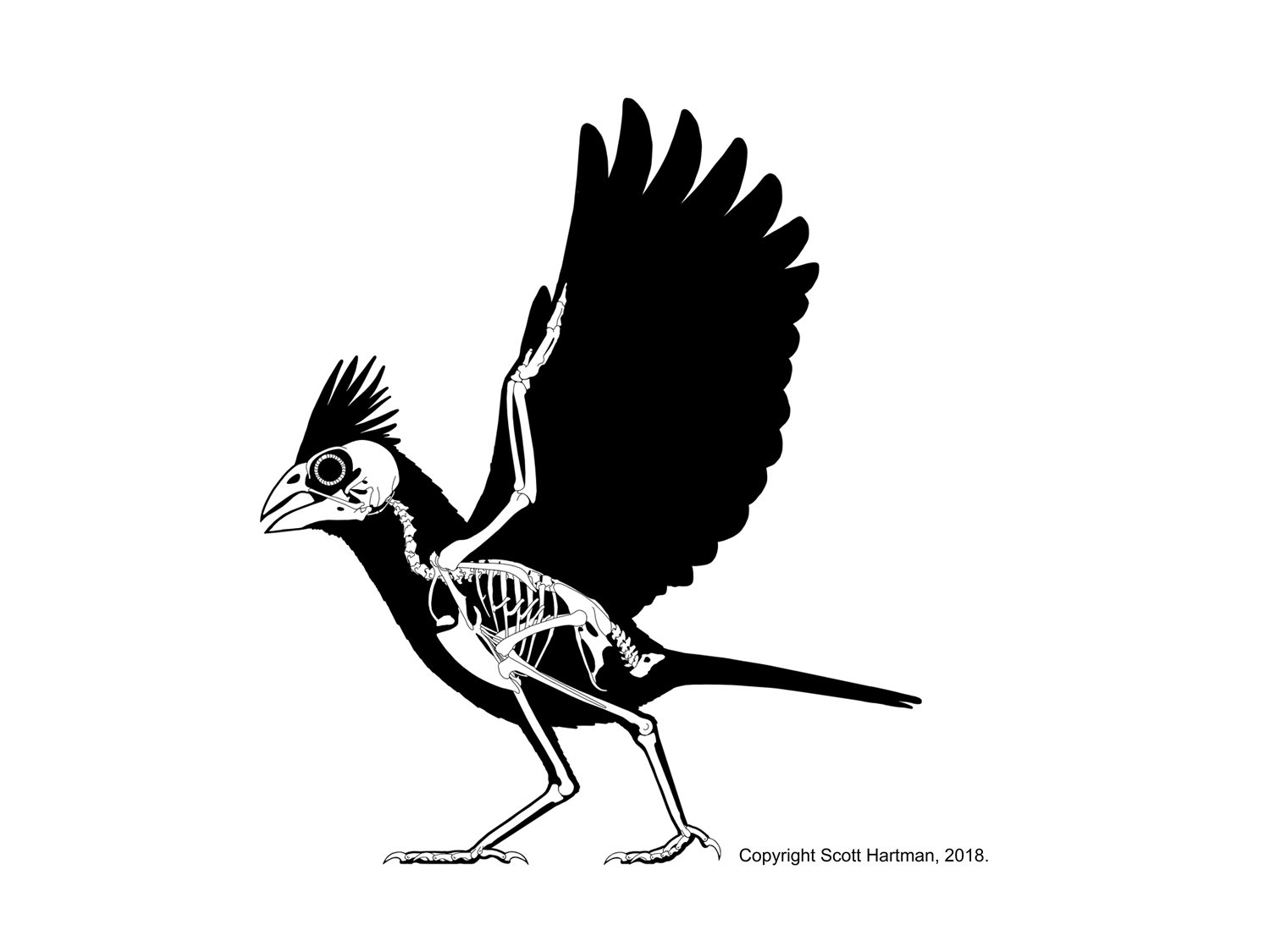 Theropod skeletal reconstructionsDr. Scott Hartman's Skeletal Drawing.com