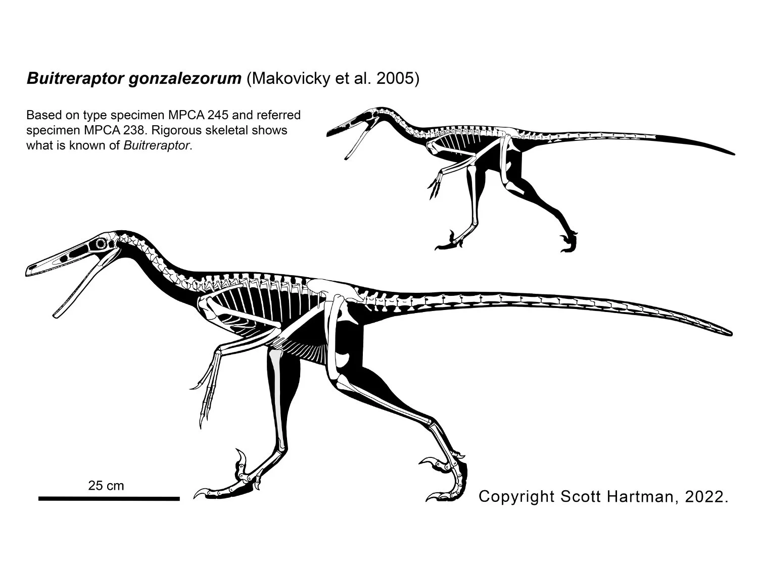 Test GalleryDr. Scott Hartman's Skeletal Drawing.com