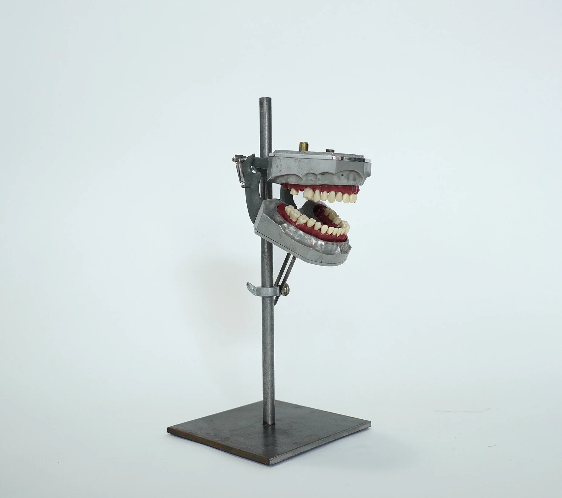 Vintage Orthodontic Teeth Set on Stand — AGENT GALLERY CHICAGO