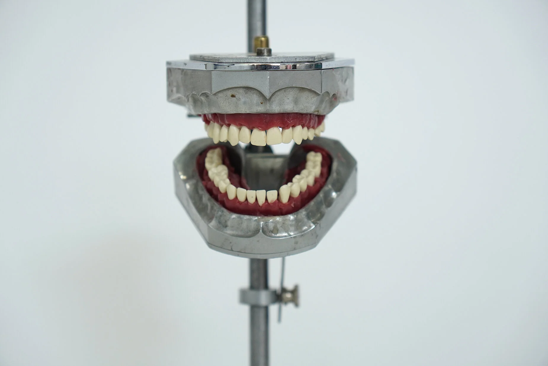 Vintage Orthodontic Teeth Set on Stand — AGENT GALLERY CHICAGO