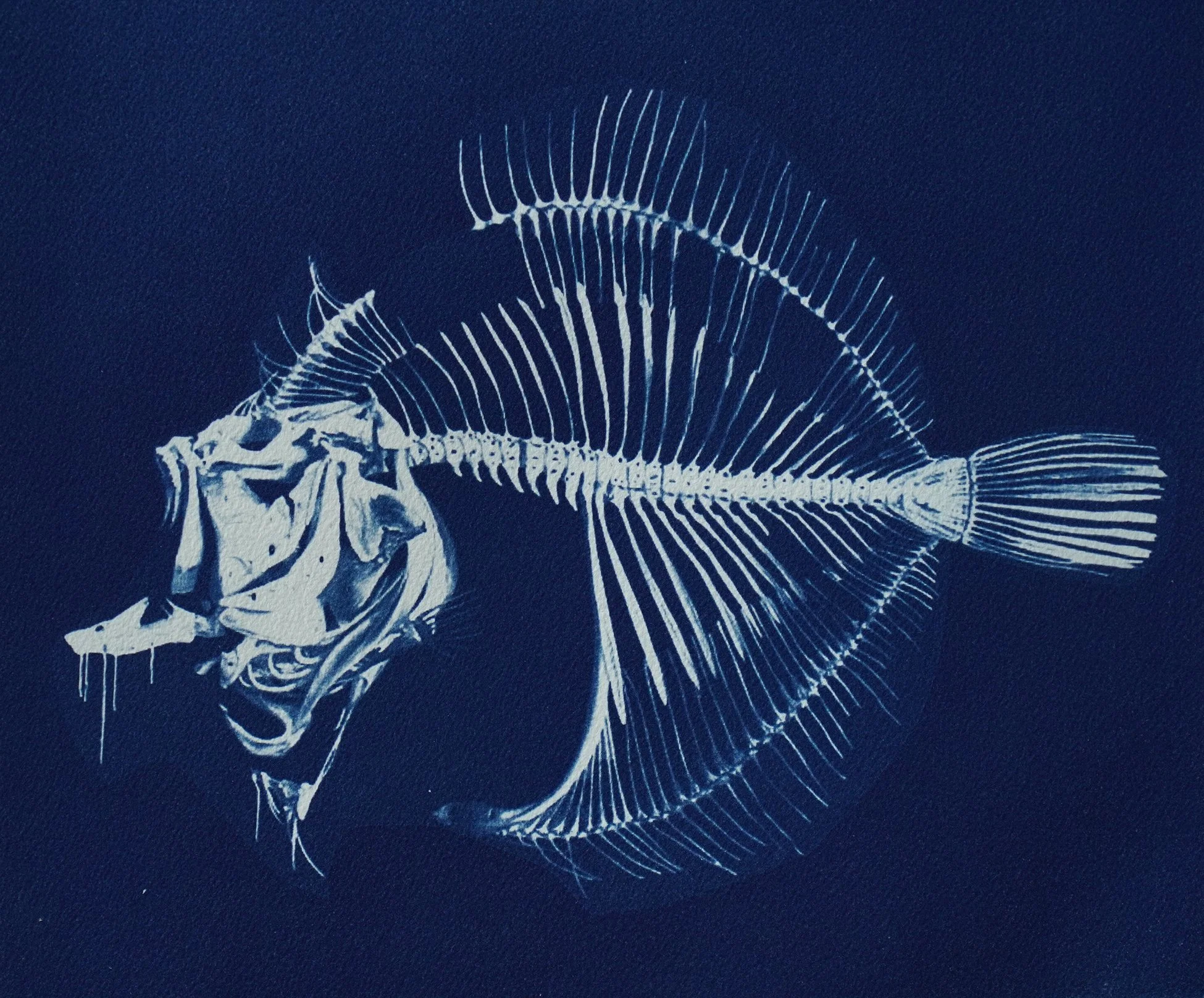 Fish Skeleton Cyanotype on Watercolor Paper (E) — AGENT GALLERY CHICAGO