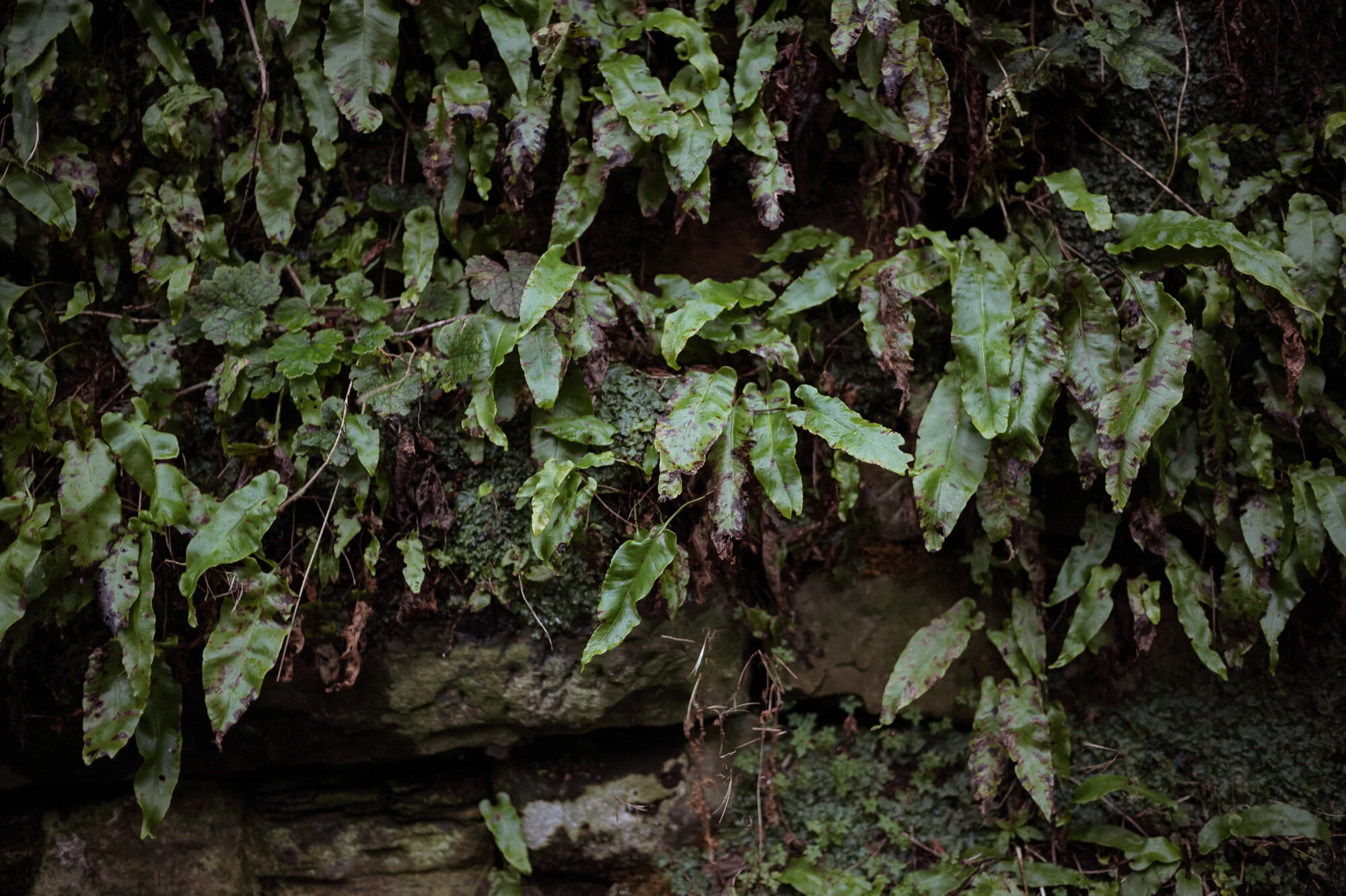 A Circular Walk from Kelvinbridge, Glasgow — FOR ALL THINGS CREATIVE