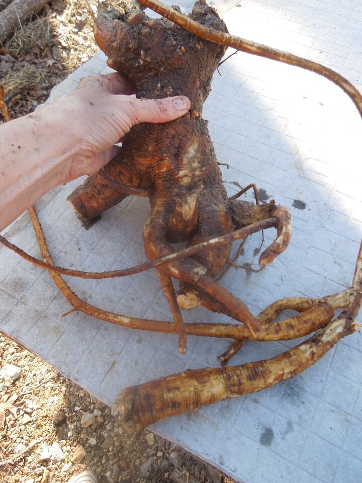 Poke Root and Castor Oil — Missouri Herbs