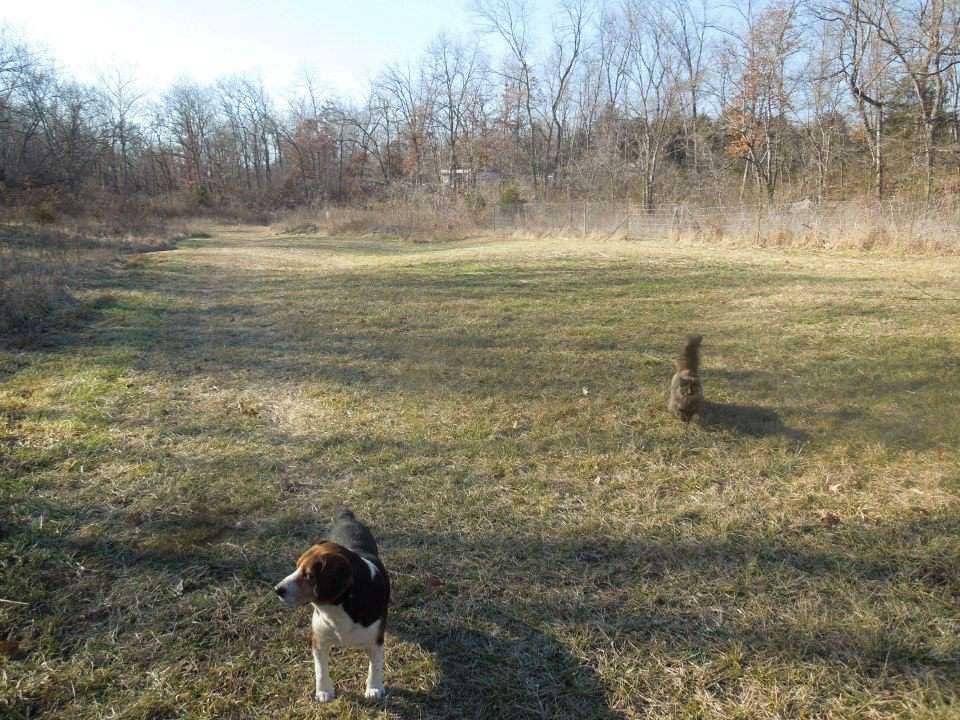 Journal — Missouri Herbs