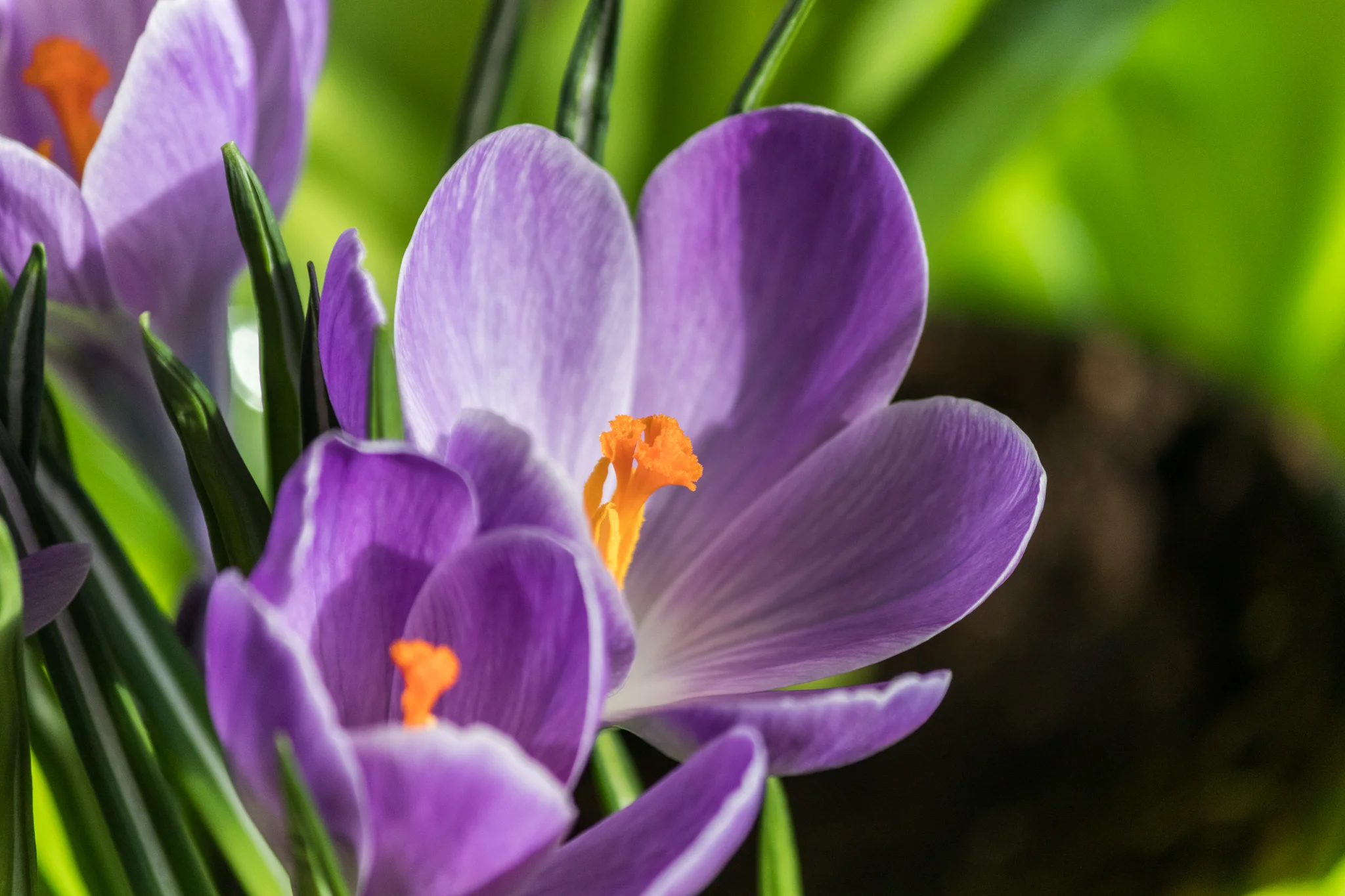 Birds With Crocus