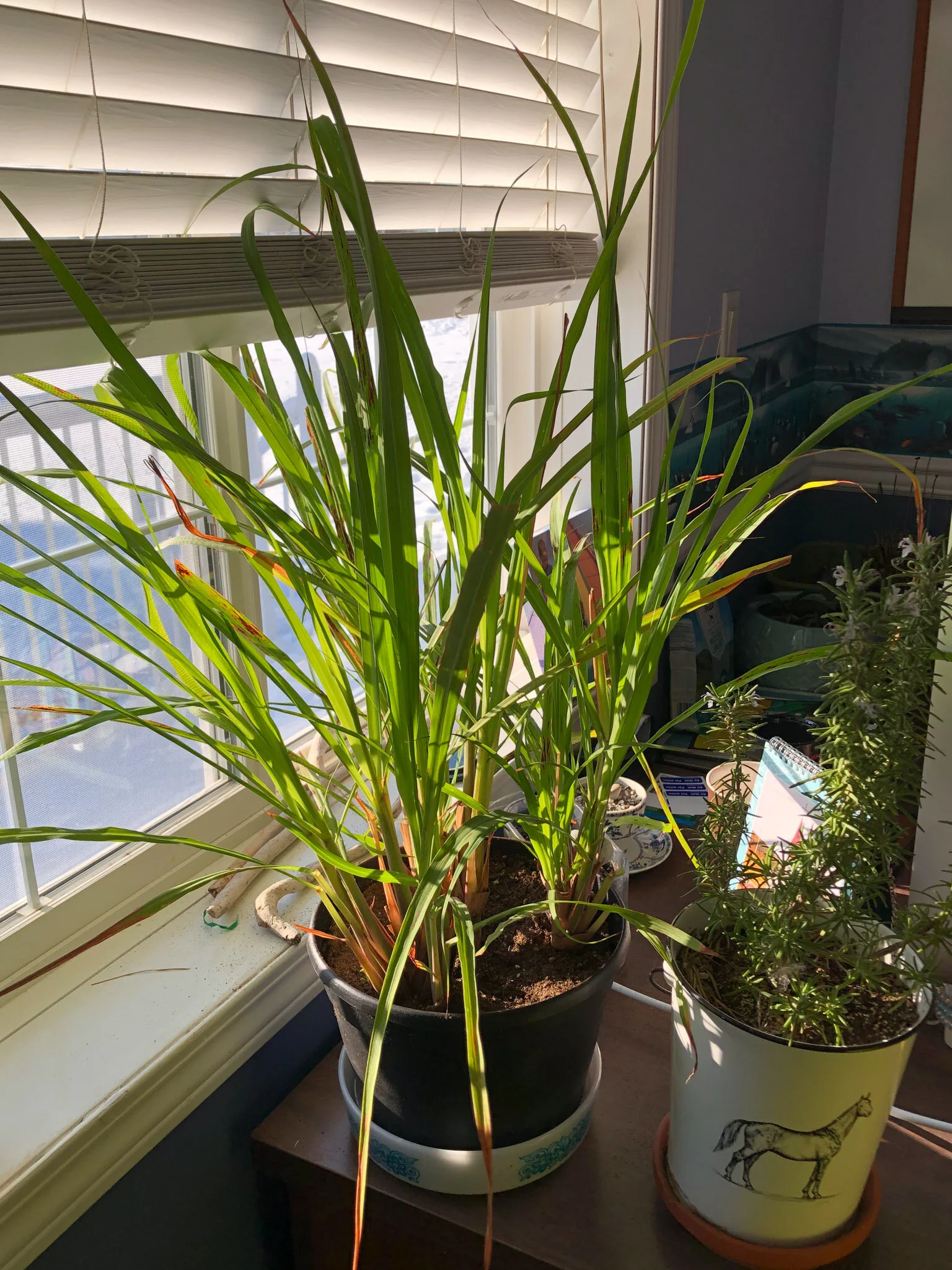 Lemongrass Plant In Pot