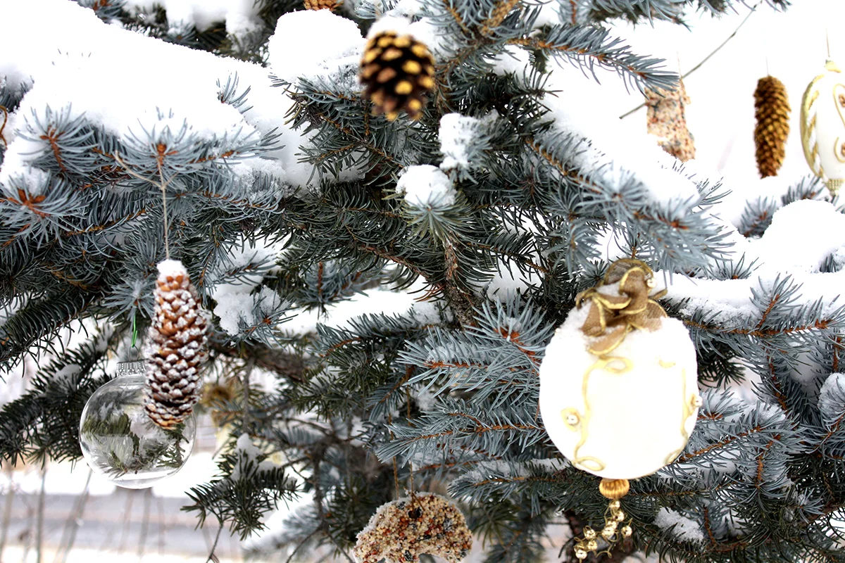 Yule Tree Identification Christmas,Christmas