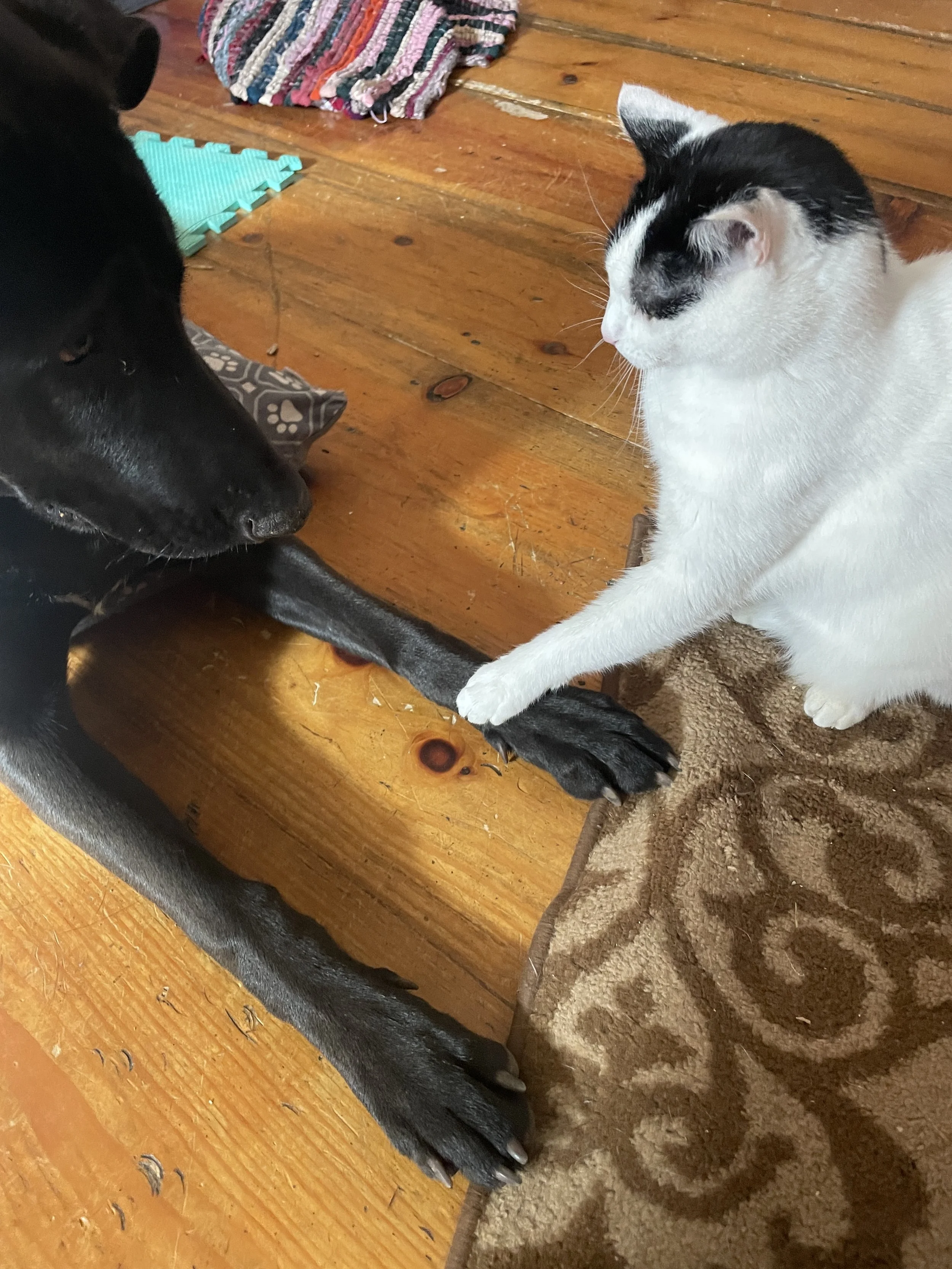 Blog- Tree Talker Art | Rachael Caringella