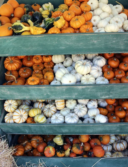 Pumpkins — WEARS KELLY