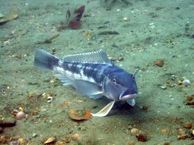 New Zealand Blue Cod available in Toronto — 46 South Fish Co.