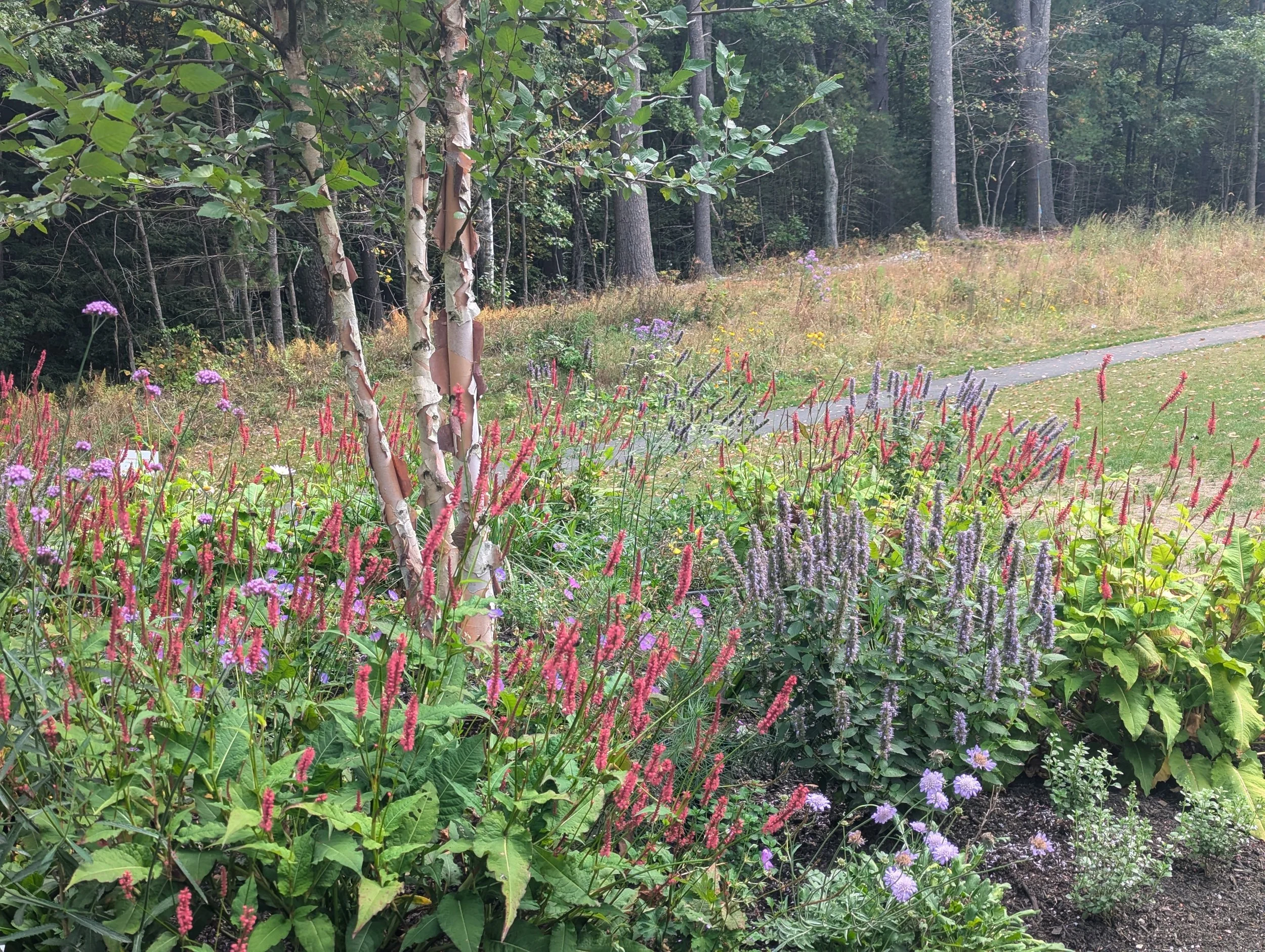 Persicaria in the Mixed Border | The Big Little Garden | Nashua, NH