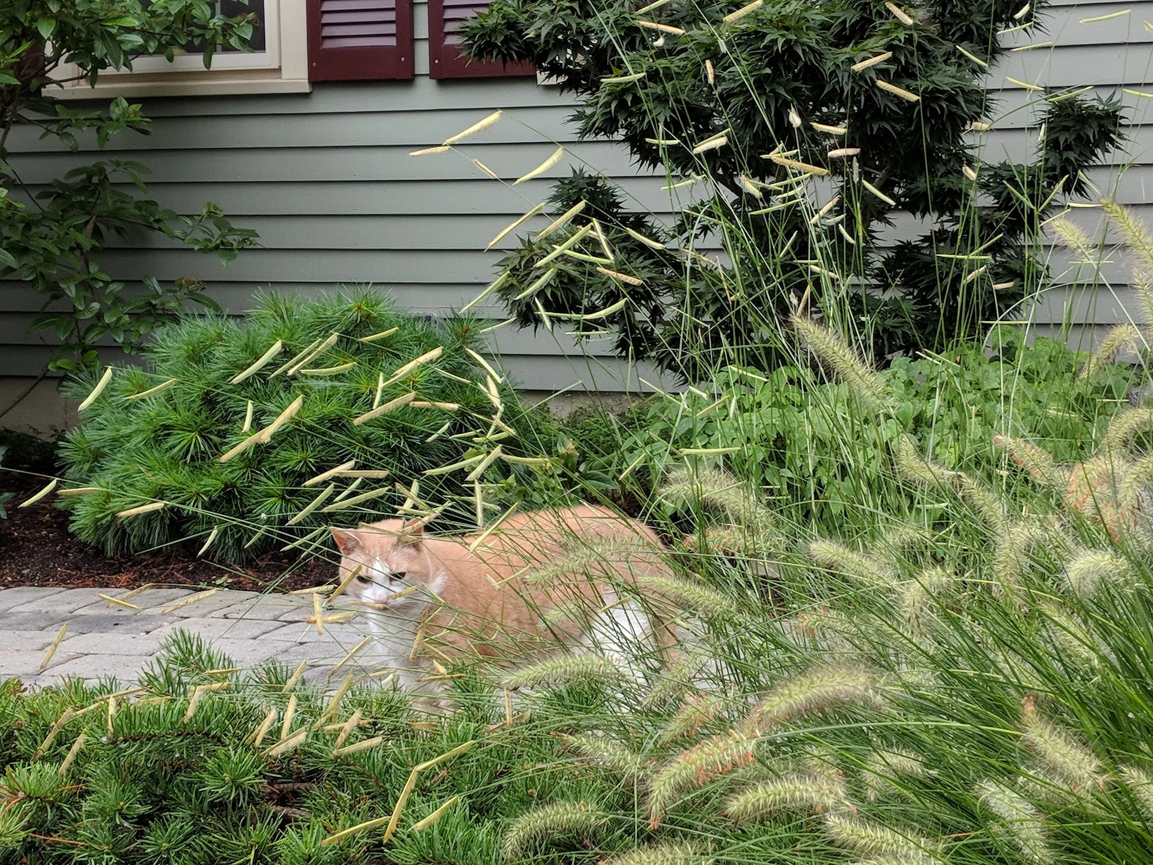Designing with See-Through Plants | The Big Little Garden
