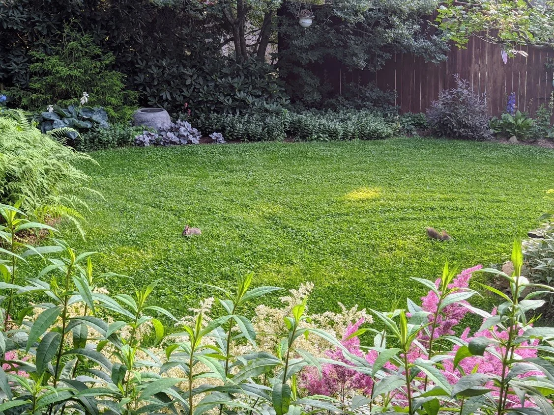 Growing A Clover Lawn | The Big Little Garden | Nashua, NH