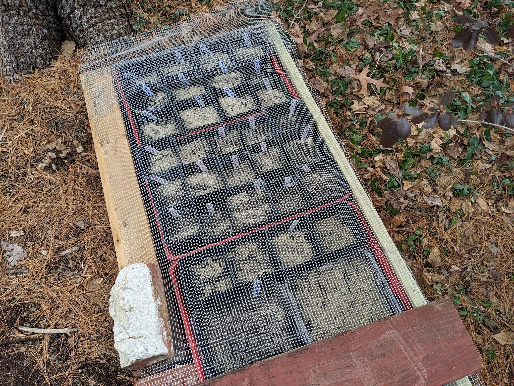 Planting Native Wildflower Seeds | The Big Little Garden | Nashua, NH