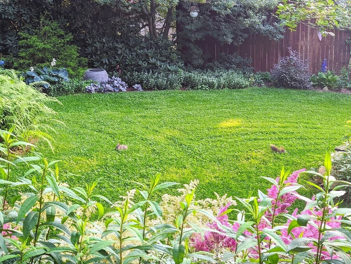 Growing A Clover Lawn | The Big Little Garden | Nashua, NH