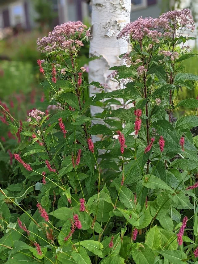 Persicaria in the Mixed Border | The Big Little Garden | Nashua, NH