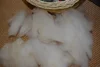 Cheviot — Australian Rare Breed Sheep Project