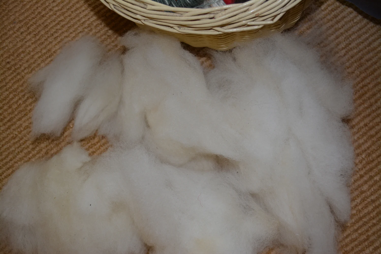 Cheviot — Australian Rare Breed Sheep Project