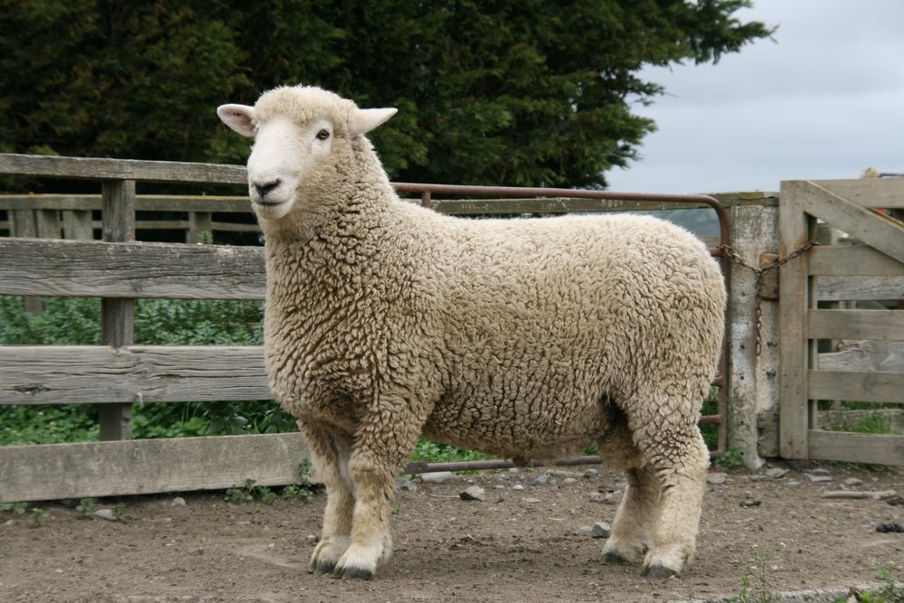 Romney Sheep Characteristics