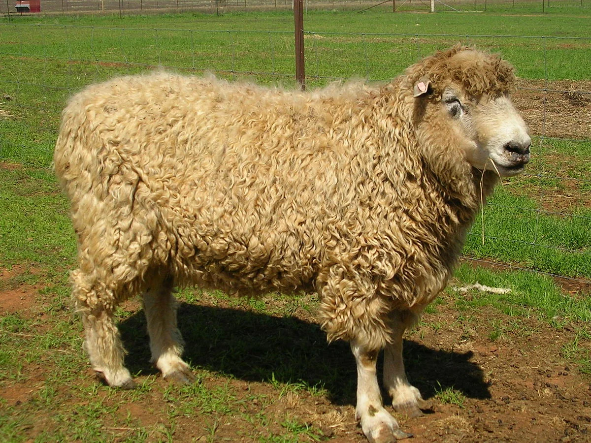Lincoln Gallery — Australian Rare Breed Sheep Project