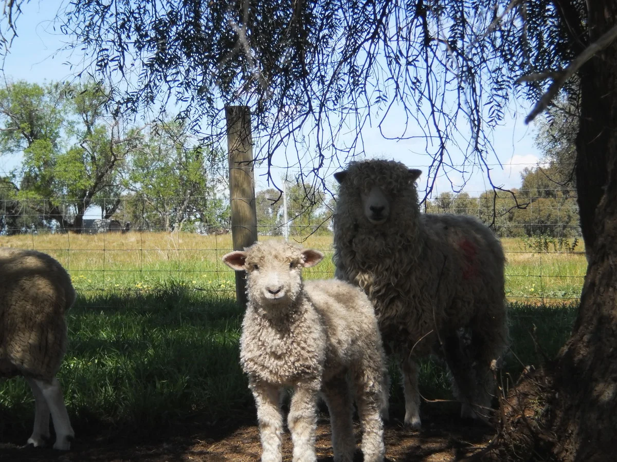 Lincoln Gallery — Australian Rare Breed Sheep Project