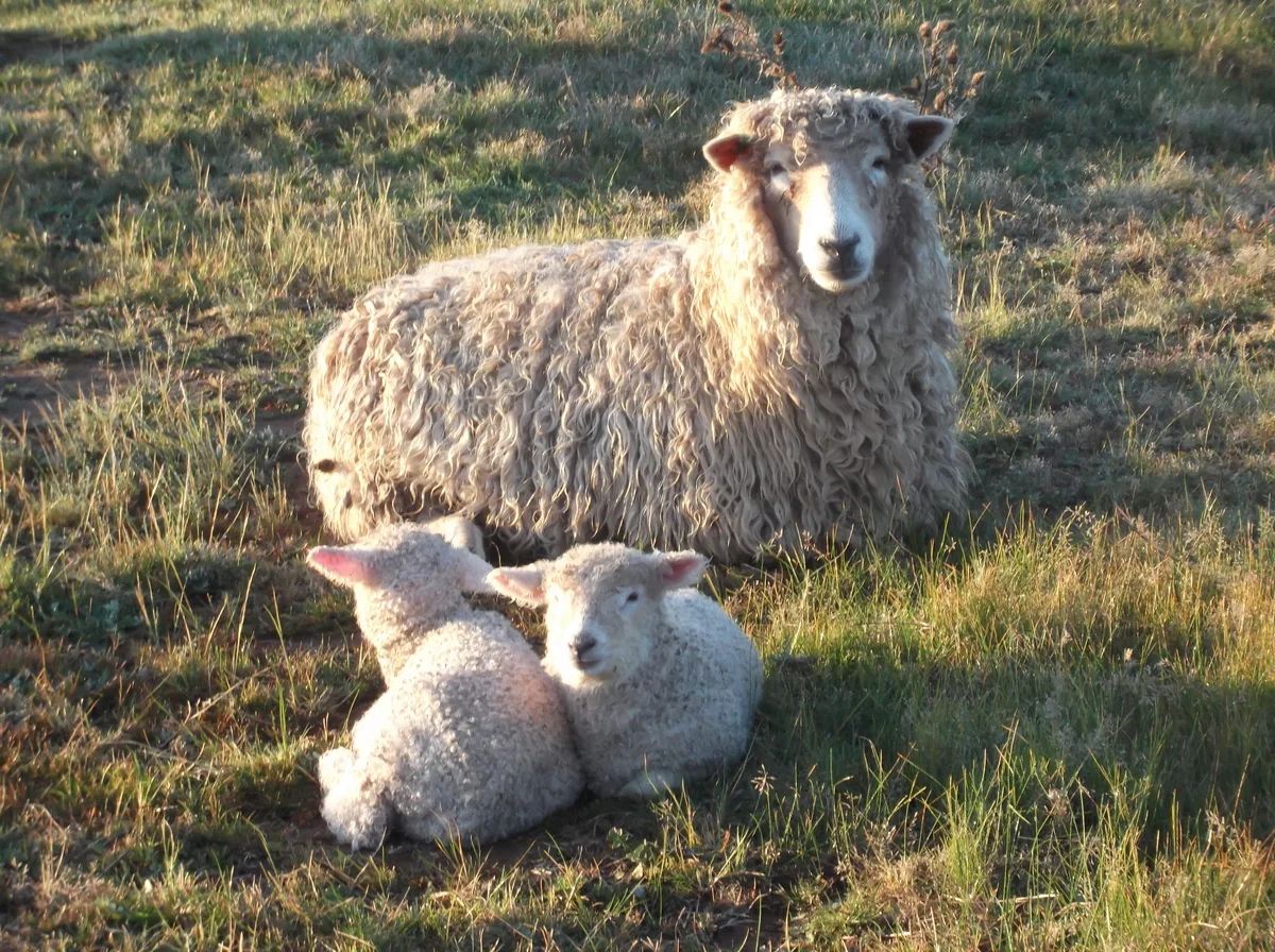 Lincoln Gallery — Australian Rare Breed Sheep Project