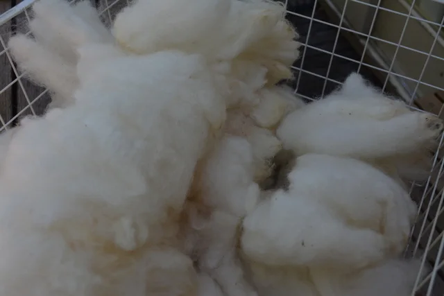 Cheviot Gallery — Australian Rare Breed Sheep Project