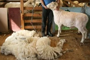 Romney — Australian Rare Breed Sheep Project
