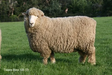 Romney — Australian Rare Breed Sheep Project