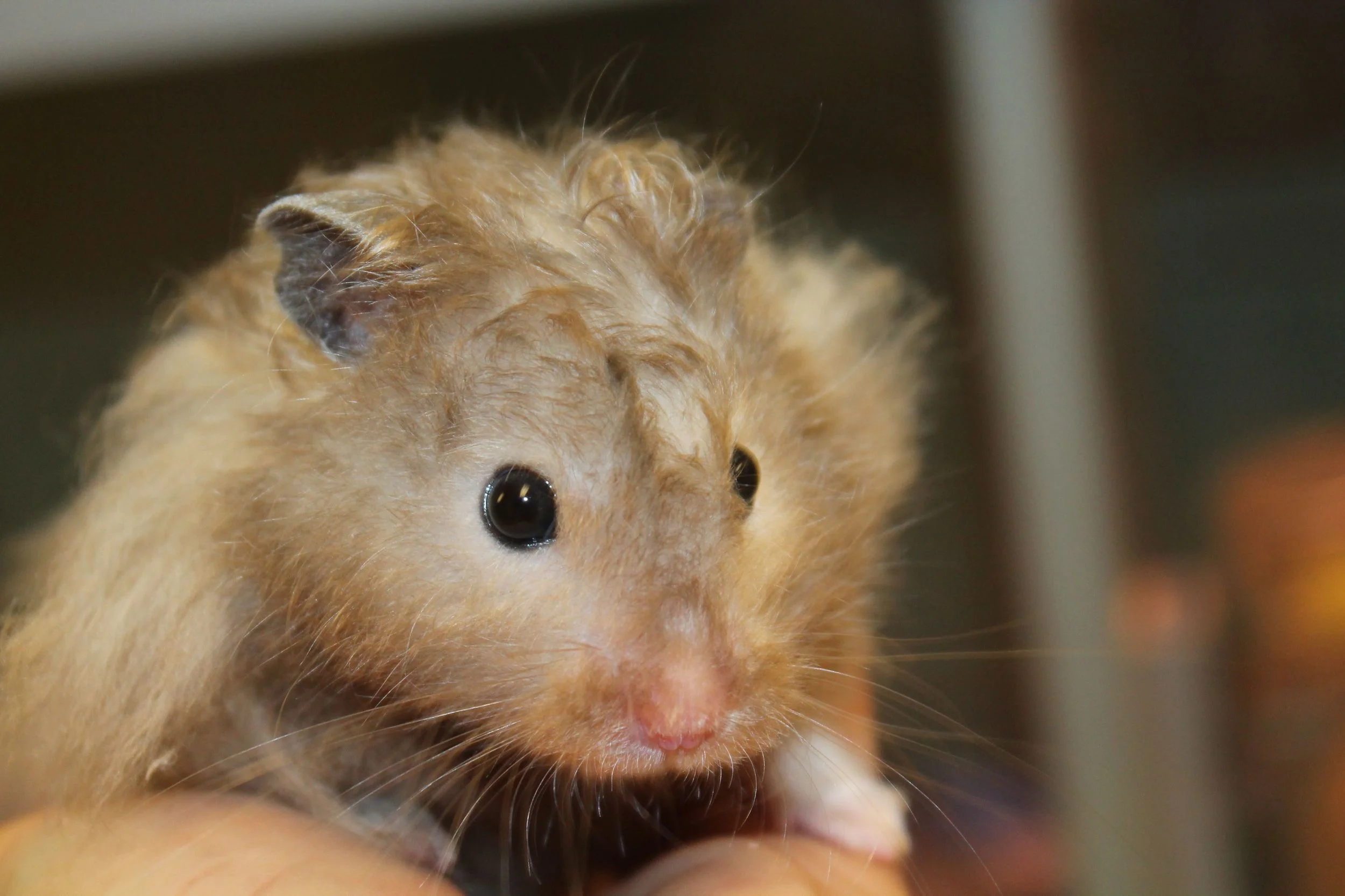 THIS SATURDAY--Join Us for Our First Annual Summer Fun Day! — End of ...