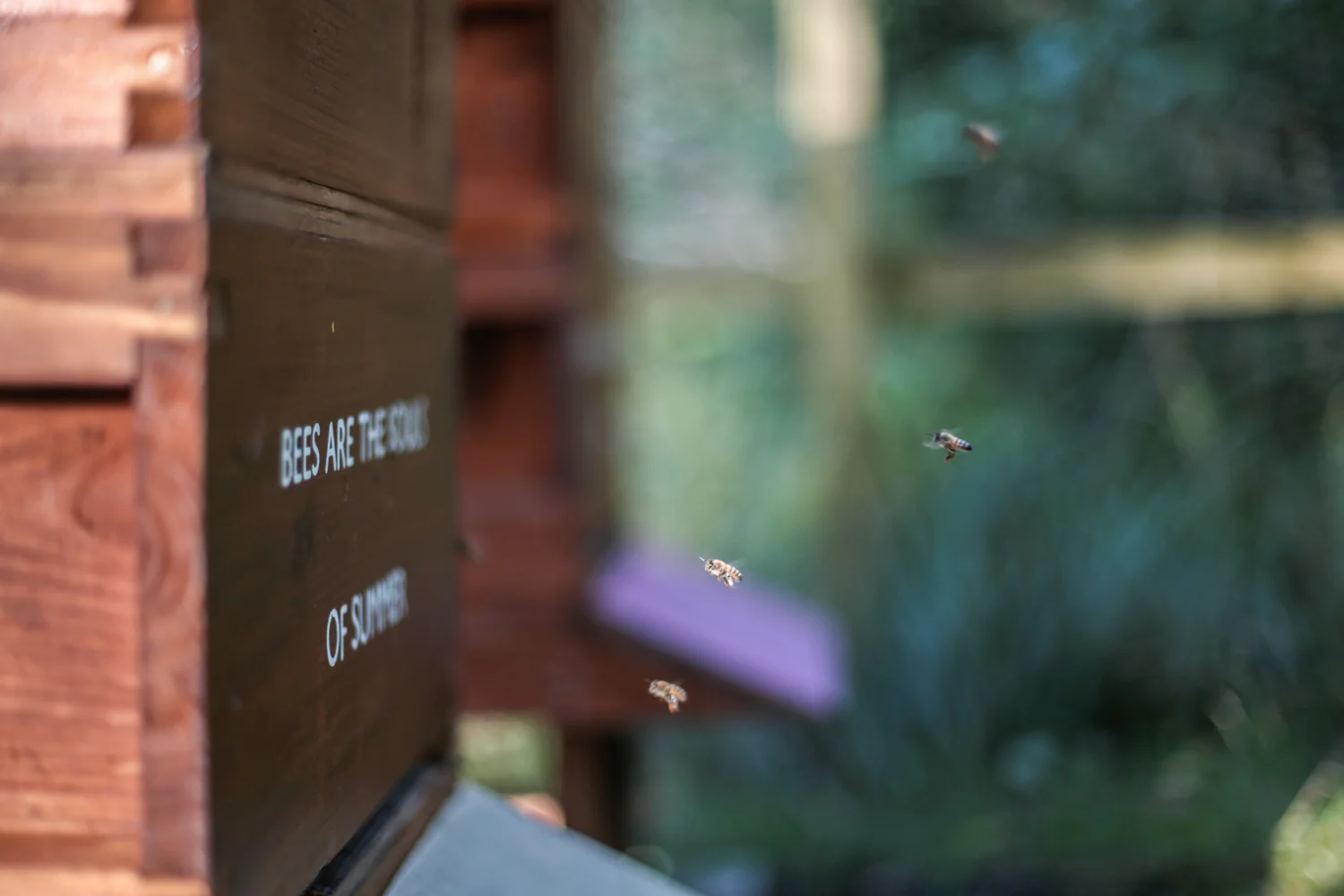 The Bee Library — HANNAH DEVEREUX