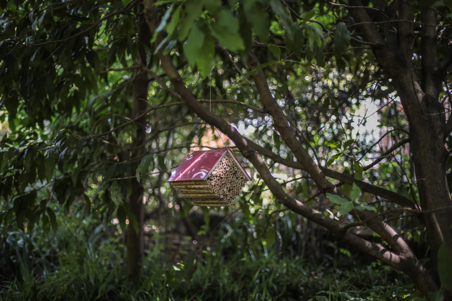 The Bee Library — HANNAH DEVEREUX