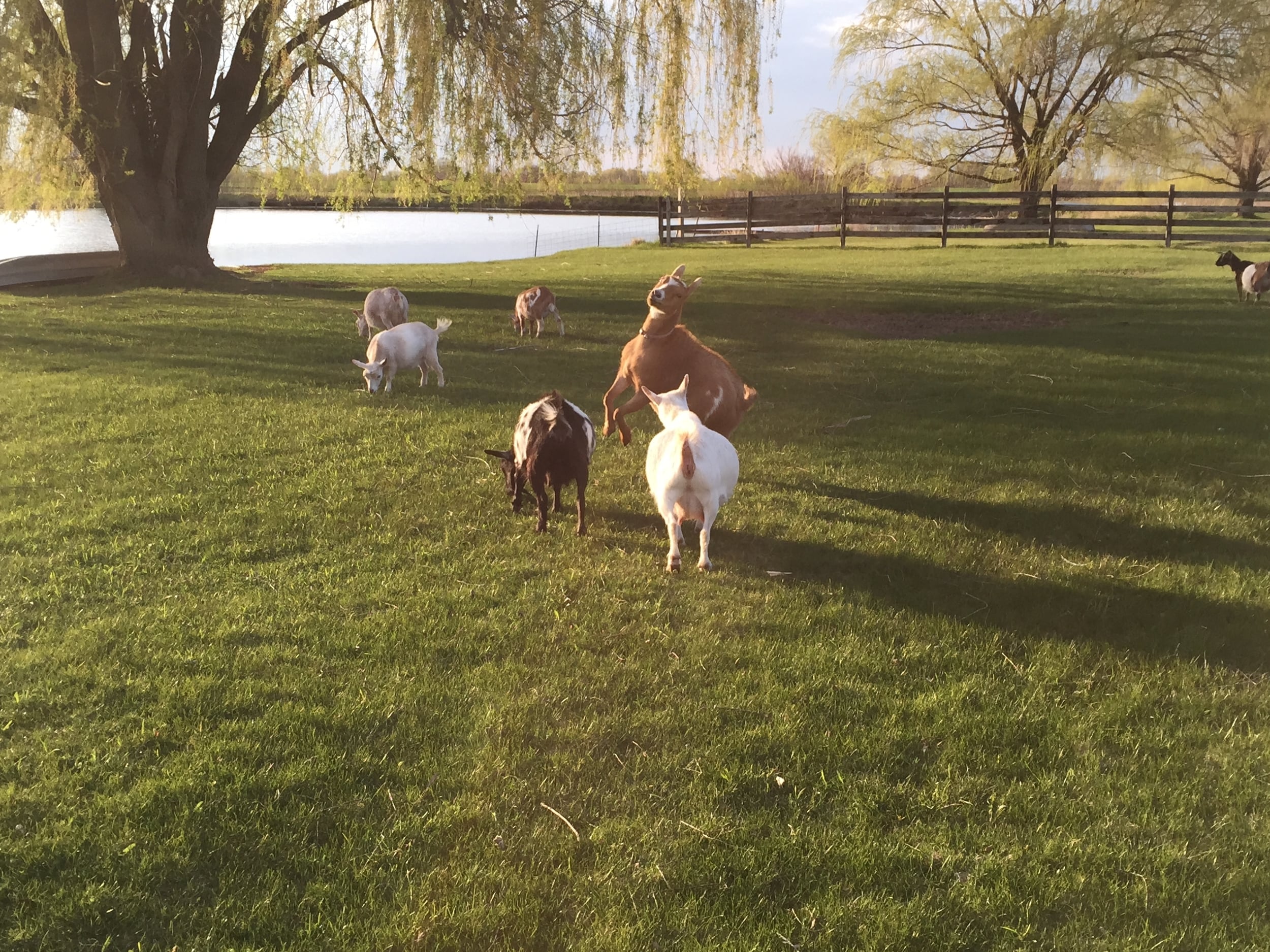 Lake Sai Organic Farm