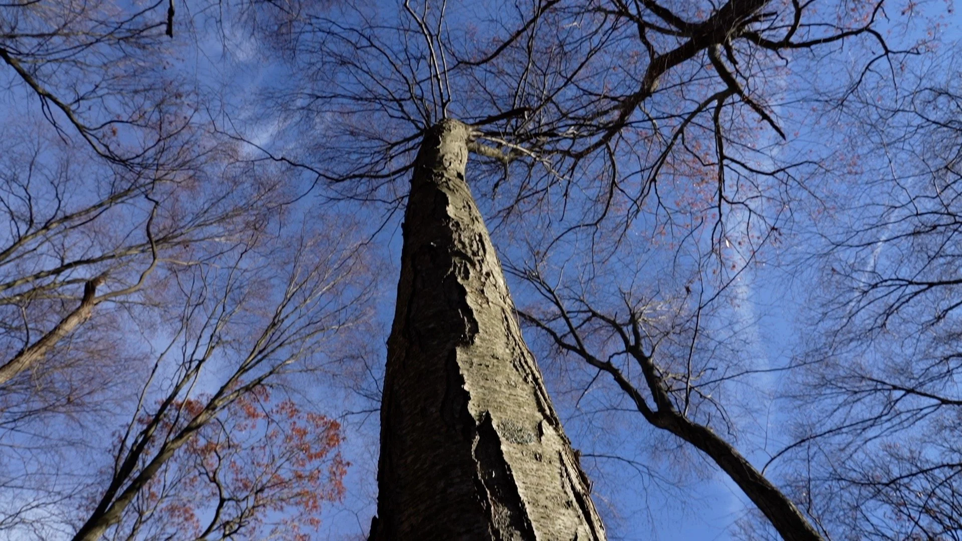 Mrs. Galvin's Set, Tiffany Creek Preserve, 11/27/24 — The Hornpipe Brewery