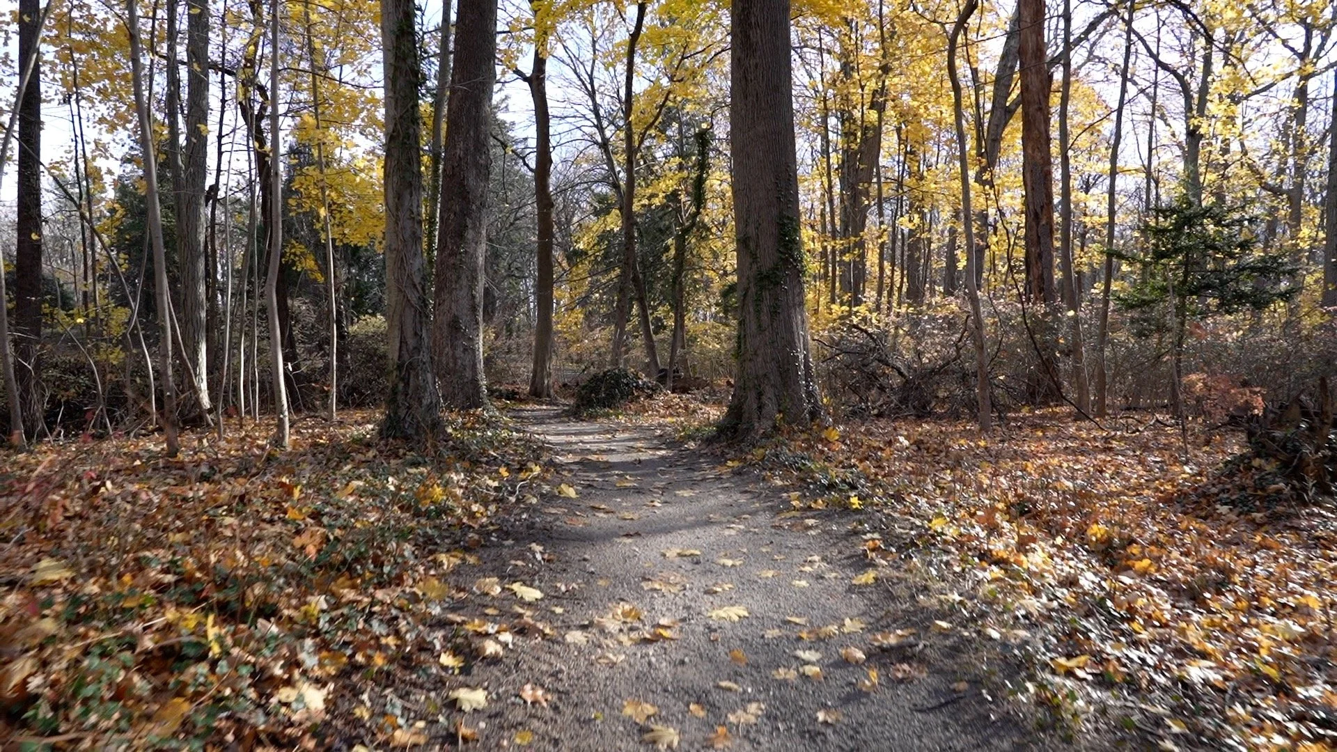 Mrs. Galvin's Set, Tiffany Creek Preserve, 11/27/24 — The Hornpipe Brewery