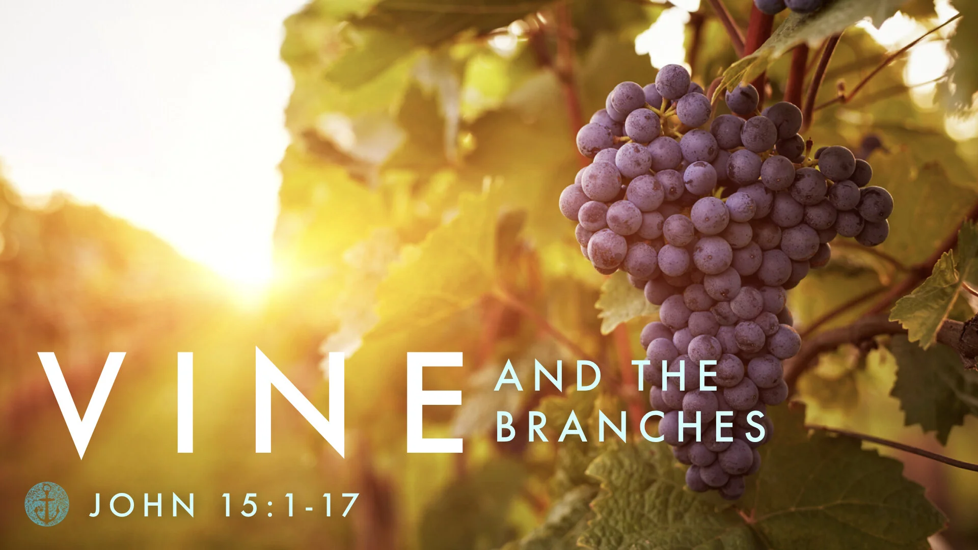 John 15 1 17 In The Vine Of Friendship Sunday Sermon HAMPTON ROADS CHURCH