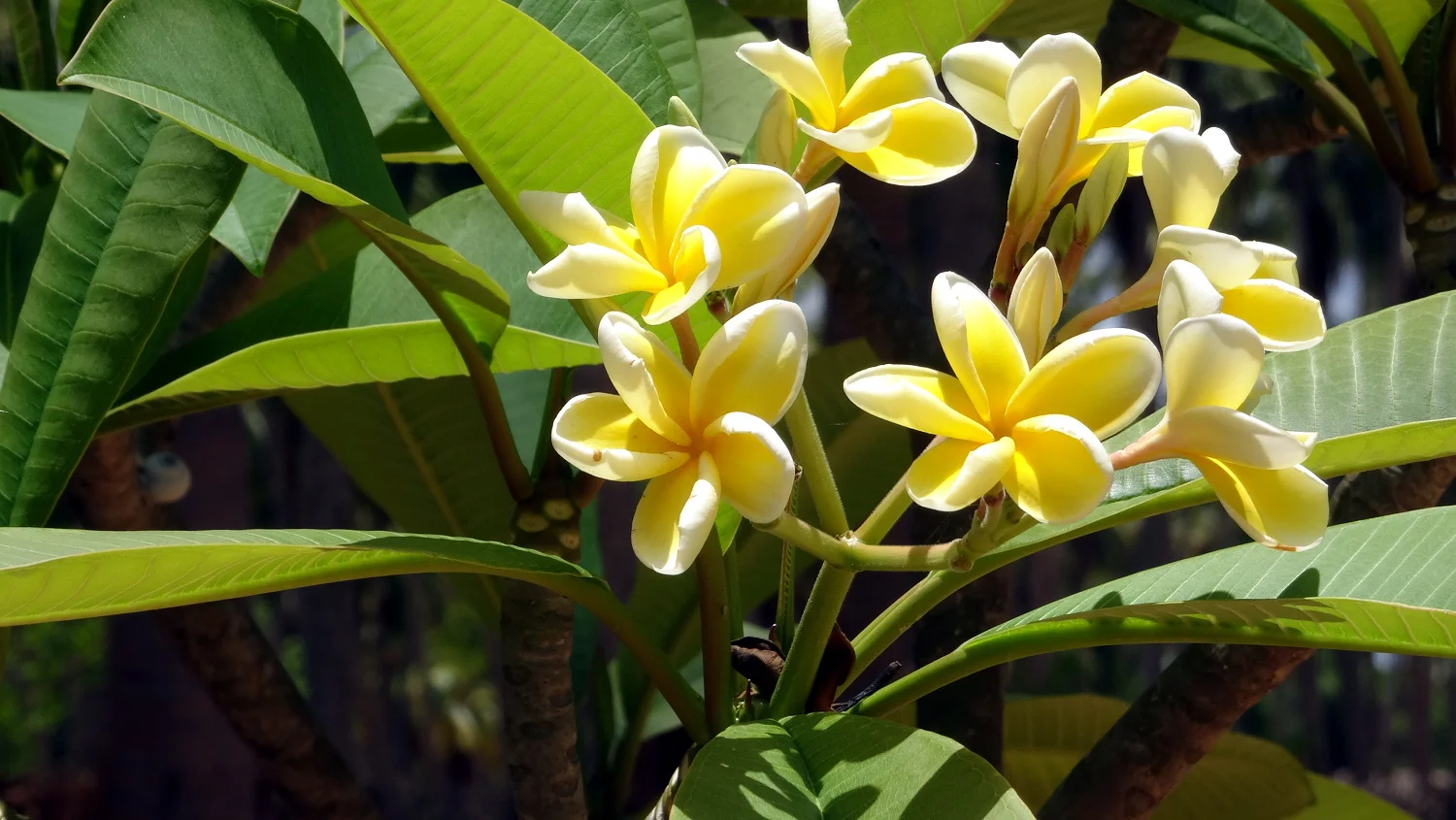 Expert Guide , Tips & Tricks